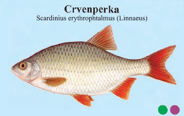 Slatkovodne ribe – Ribolov