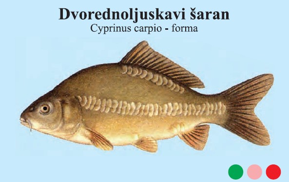 Slatkovodne ribe – Ribolov