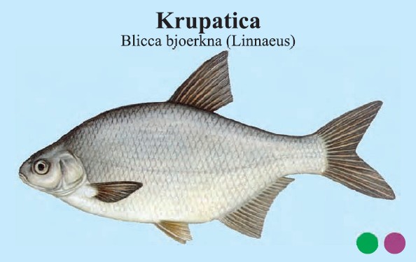 Slatkovodne ribe – Ribolov